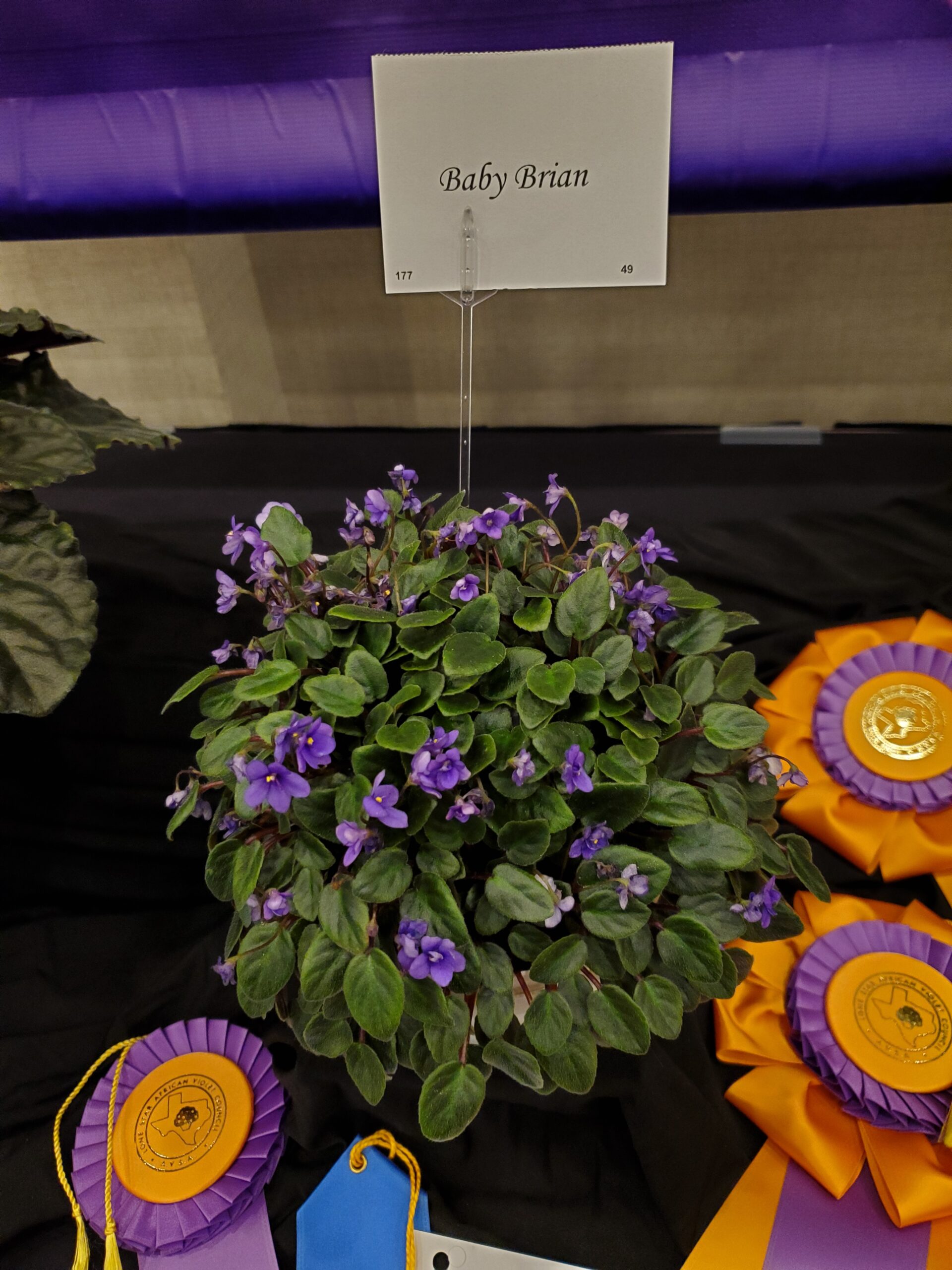 Lone Star 2019 Convention and Show – Allen, TX – Lone Star African ...