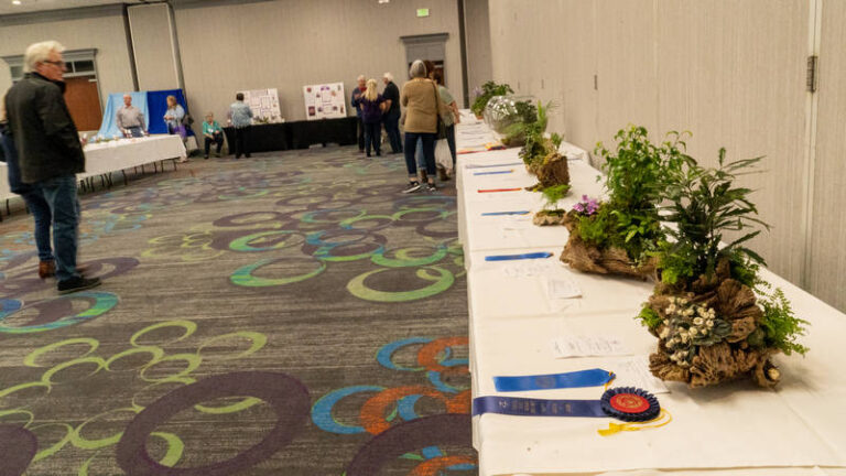 Lone Star African Violet Council – A resource for African Violet ...