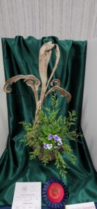 Lone Star African Violet Council – A resource for African Violet ...