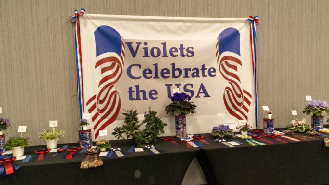 Lone Star African Violet Council – A resource for African Violet ...