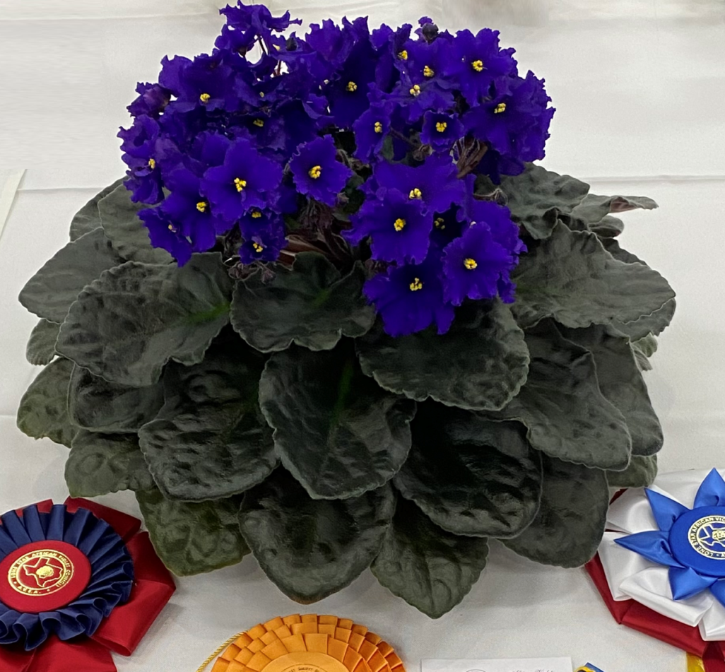 LSAVC Show Winners – Lone Star African Violet Council