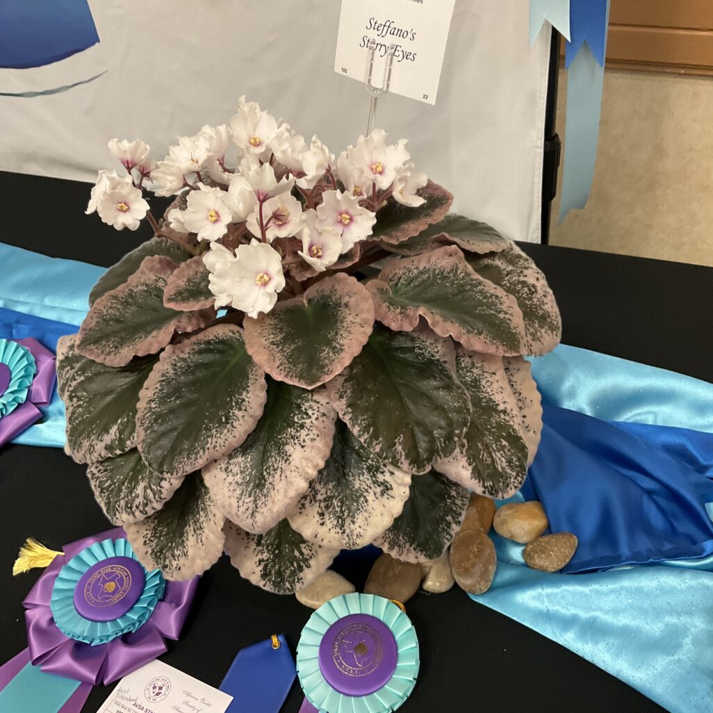 2022 State Convention and Show – Lone Star African Violet Council